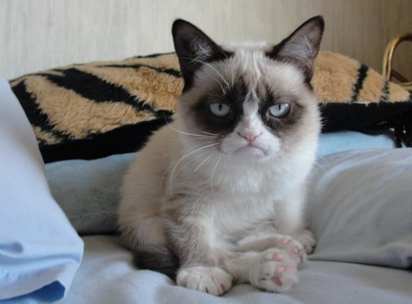 The Forty Cutest Grumpy Cat Pictures