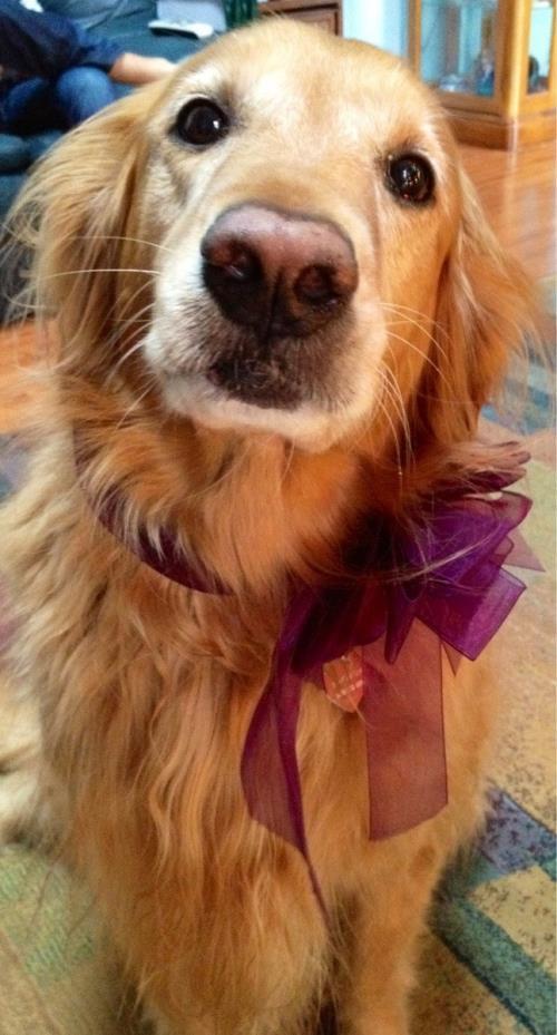 The Cutest Golden Retriever Pictures Ever