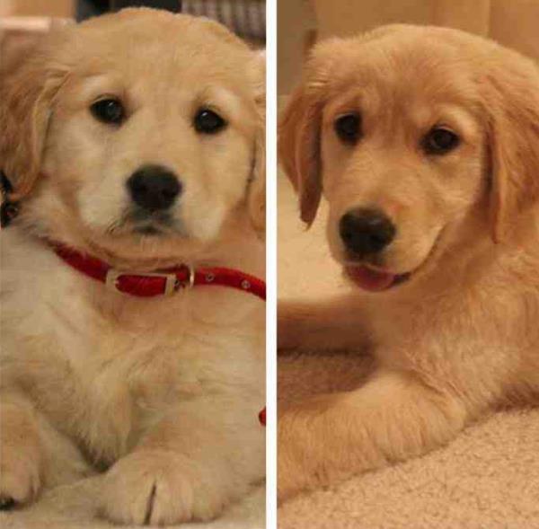 The Cutest Golden Retriever Pictures Ever