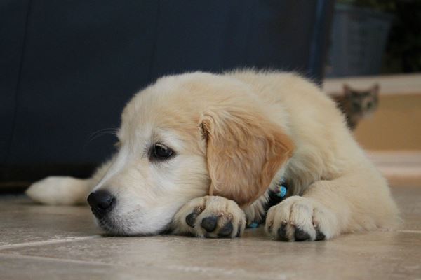 The Cutest Golden Retriever Pictures Ever