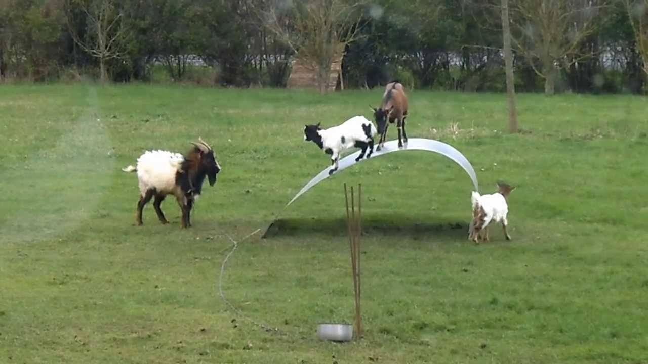 Goats Try To Balance On A Flexible Ribbon