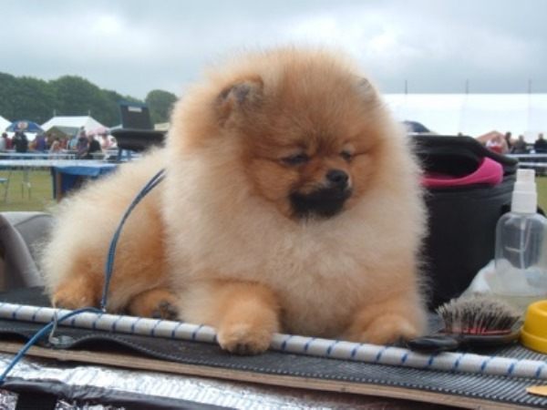 The Cutest Pomeranian Pictures Ever