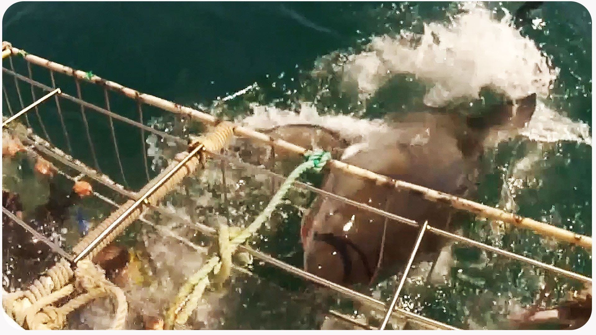 Great White Shark Nearly Snaps Cage To Attack Diver