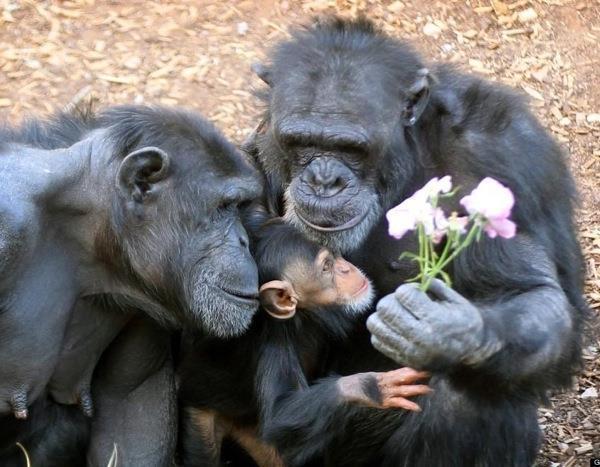 The Cutest Animal Families Captured In Photographs