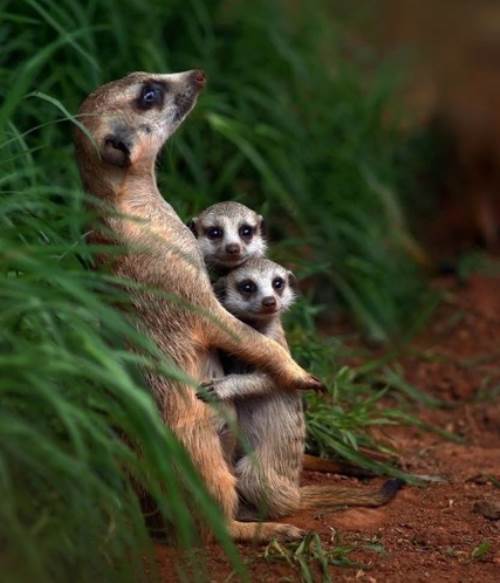 The Cutest Animal Families Captured In Photographs