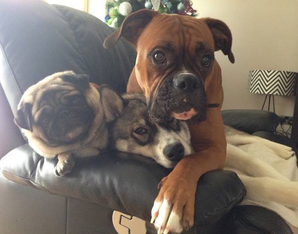 The Cutest Animal Families Captured In Photographs