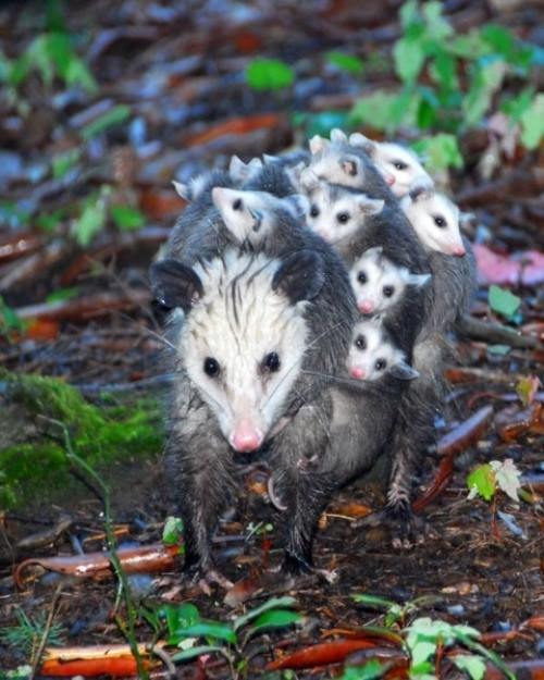 The Cutest Animal Families Captured In Photographs