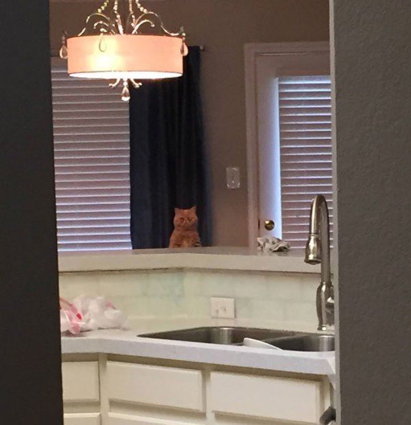 Meet George 2 Legs: 27 Pictures Of The Cat That Loves To Stand Up Straight