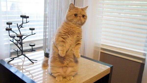 Meet George 2 Legs: 27 Pictures Of The Cat That Loves To Stand Up Straight