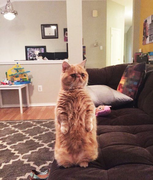 Meet George 2 Legs: 27 Pictures Of The Cat That Loves To Stand Up Straight