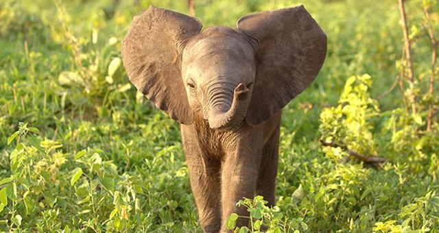 10 Adorable Baby Elephant Gifs To Brighten Your Day