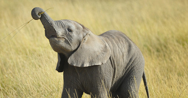 10 Adorable Baby Elephant Gifs To Brighten Your Day