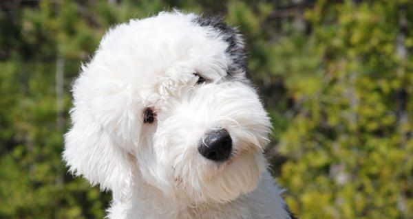 29 Of The Cutest Old English Sheepdog Pictures Ever – PBH2