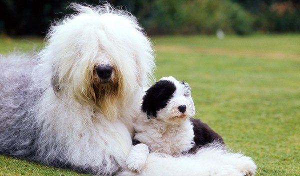 29 Of The Cutest Old English Sheepdog Pictures Ever – PBH2